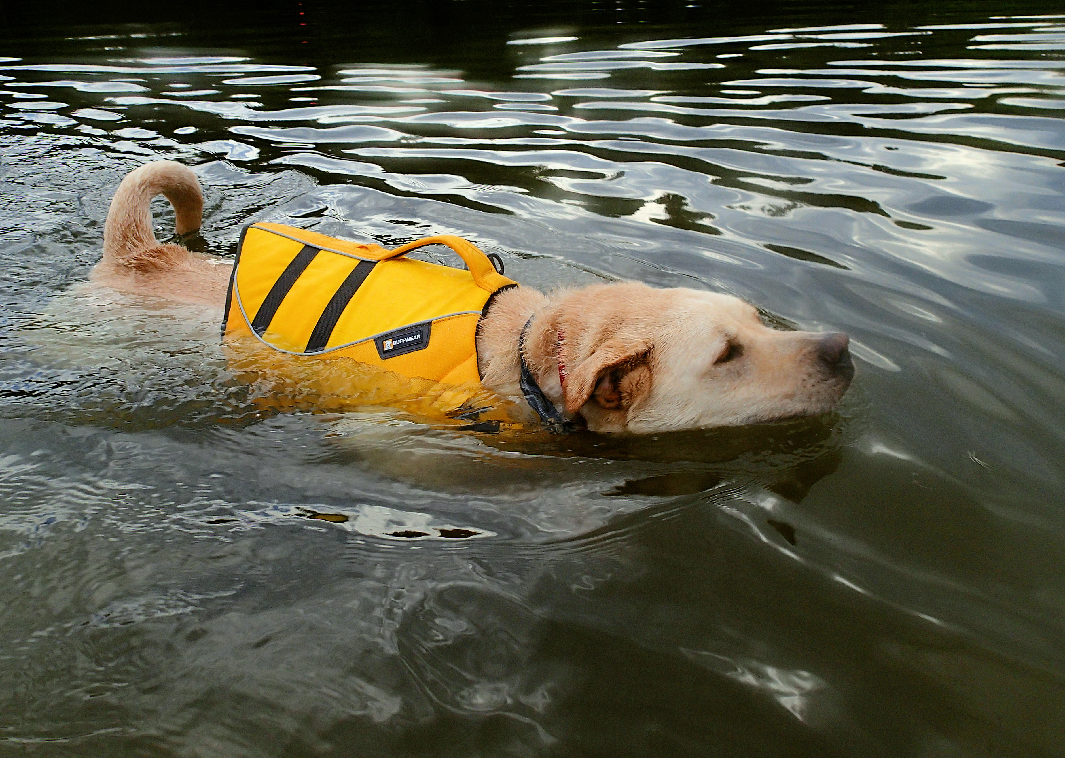 CANINE CANOEING…our tips for successful dog paddling! | Vermont Paddle ...