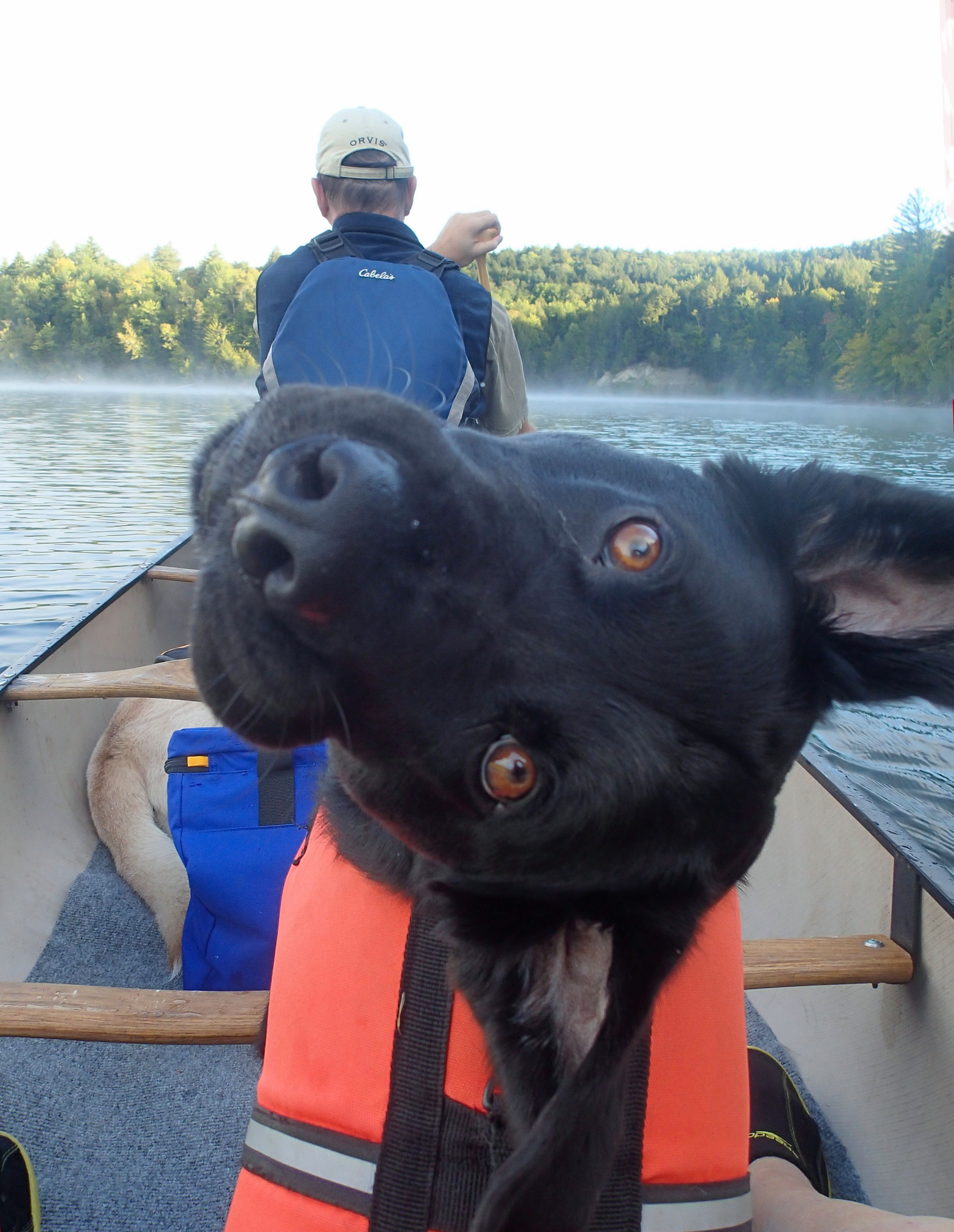 CANINE CANOEING…our tips for successful dog paddling! | Vermont Paddle ...