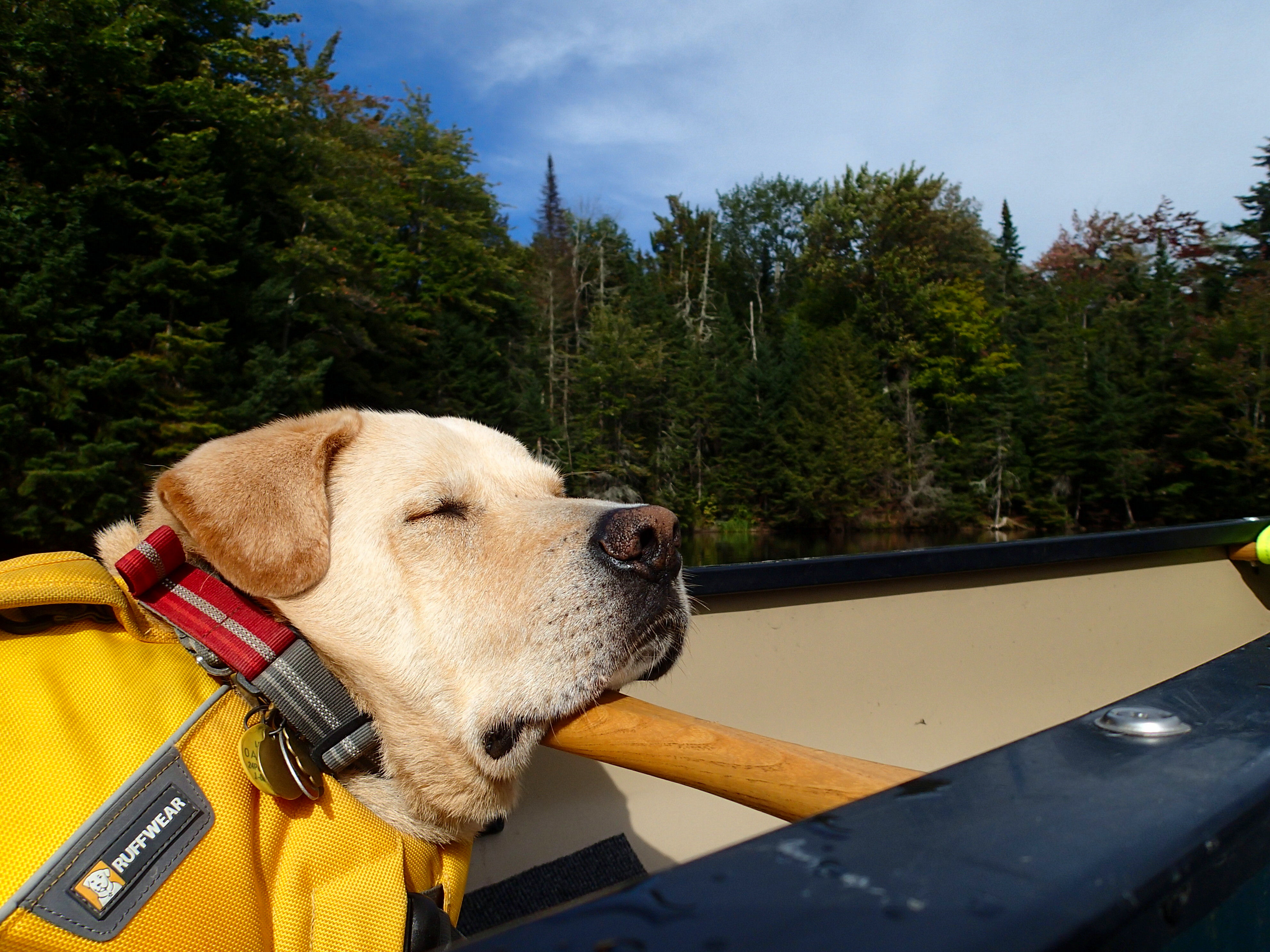 CANINE CANOEING…our tips for successful dog paddling! | Vermont Paddle ...
