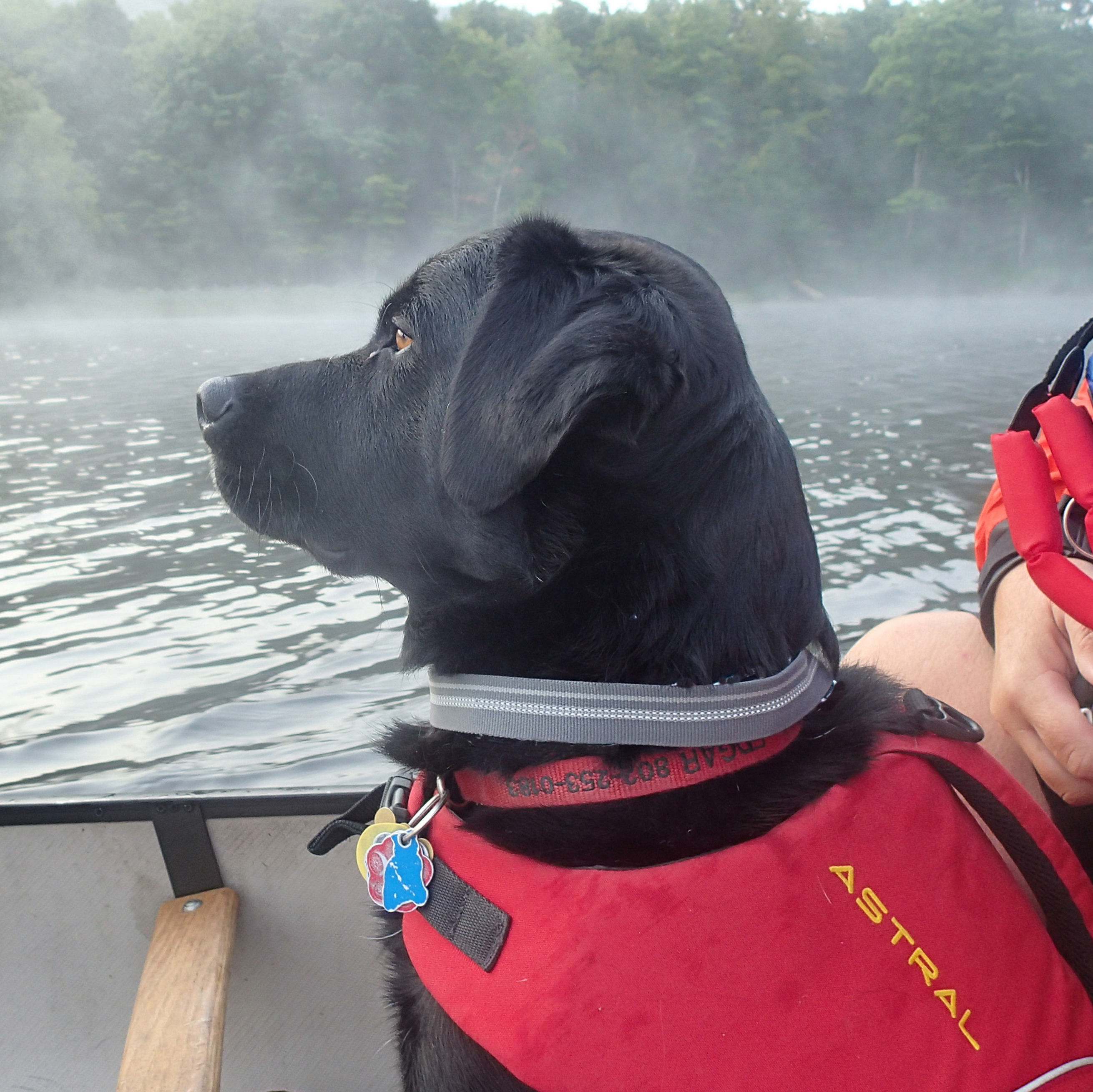 CANINE CANOEING…our tips for successful dog paddling! | Vermont Paddle ...